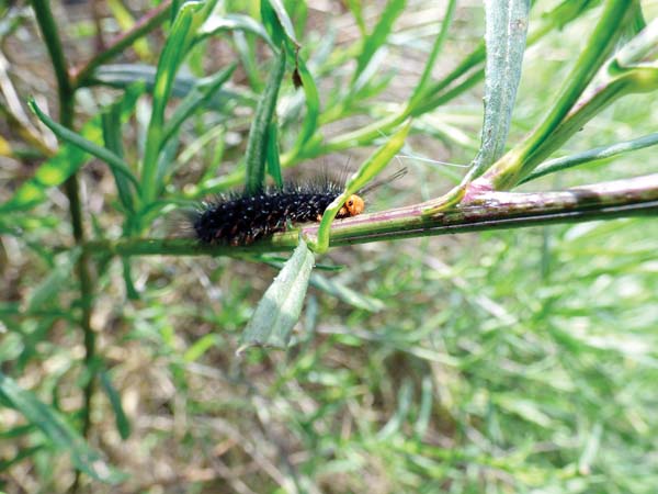 Specialized species key to safe biological control | News, Sports, Jobs ...